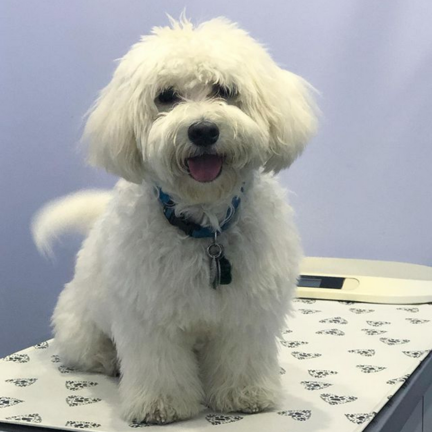 Veterinary Exam Table Mat