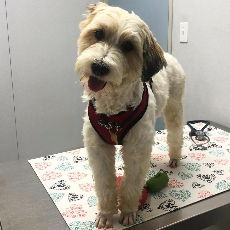 Veterinary Exam Table Mat