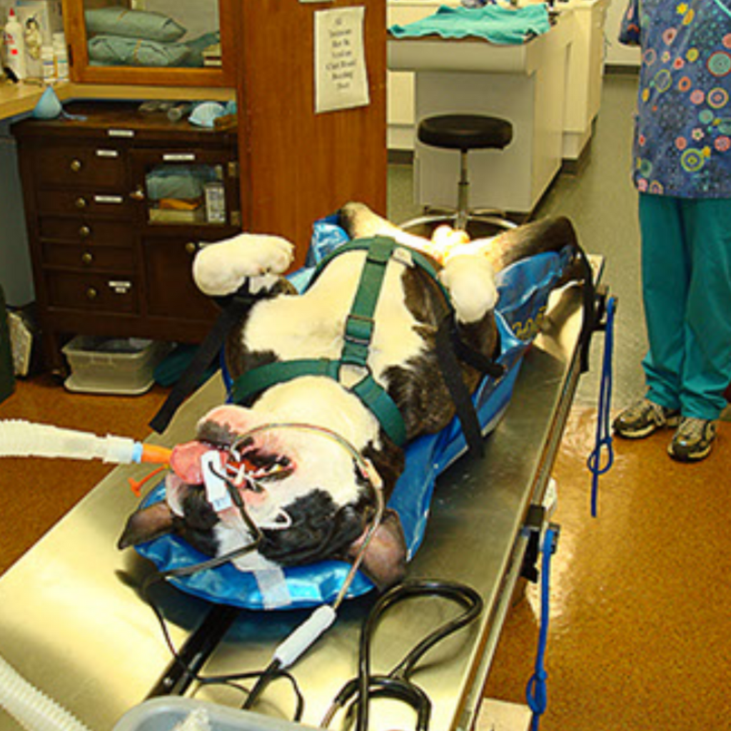 HUG-U-VAC Veterinary Positioner