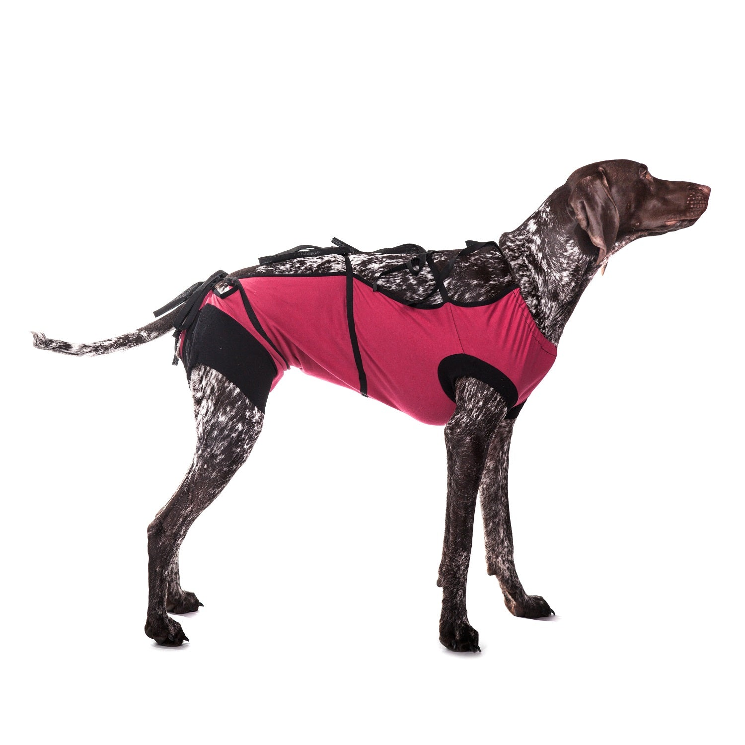 E-Collar Alternative | Cats, Dogs, and Rabbits | VetMedWear