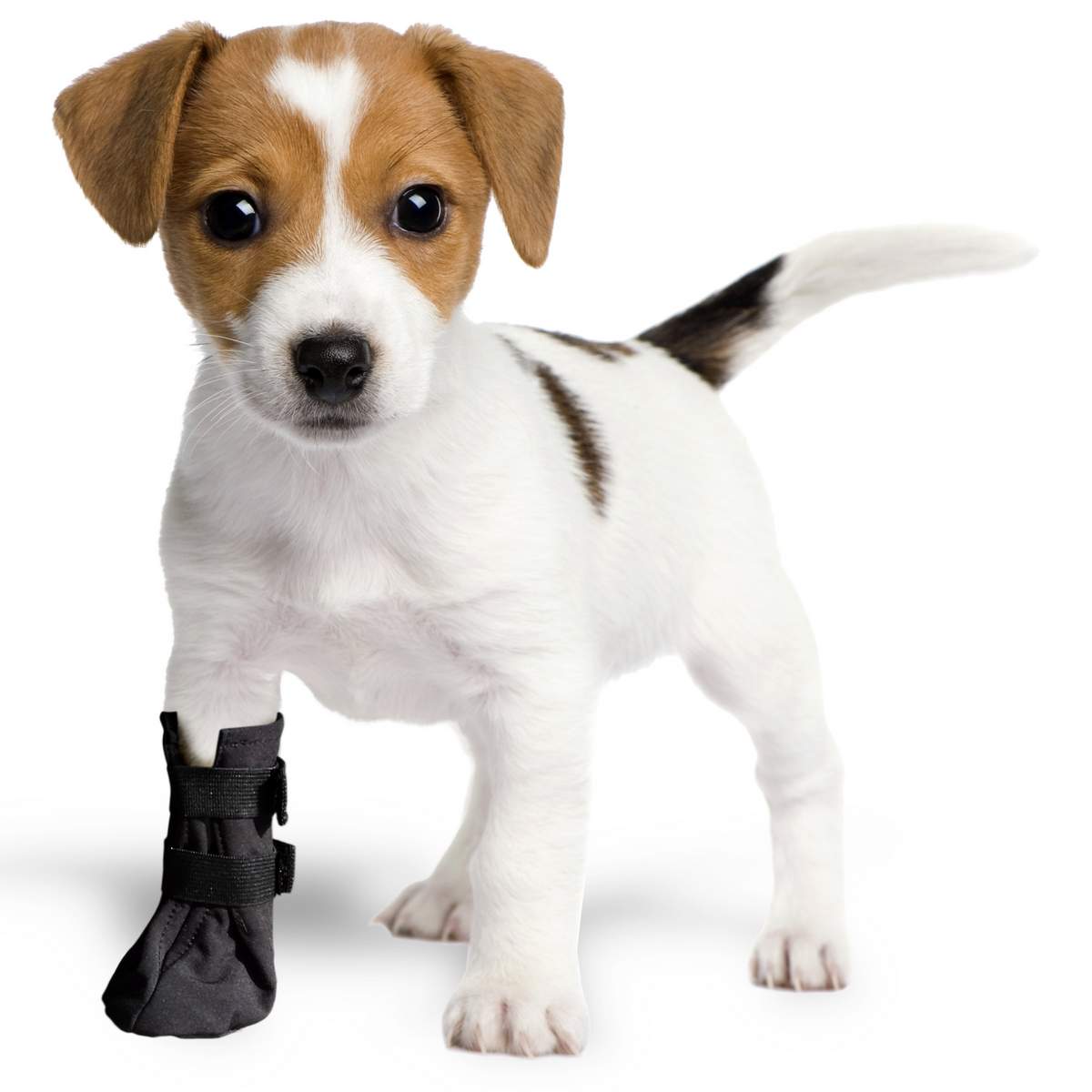 E-Collar Alternatives for Cats, Dogs, and Rabbit